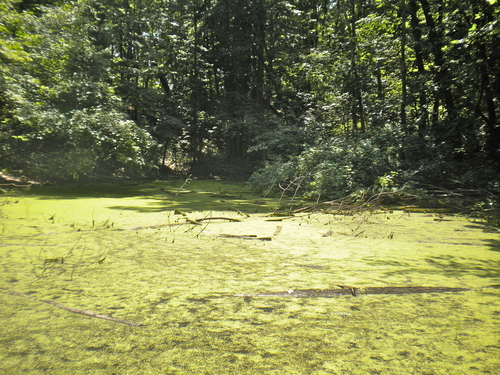 Pondcast 28: Shutterbugs invade Black Pond