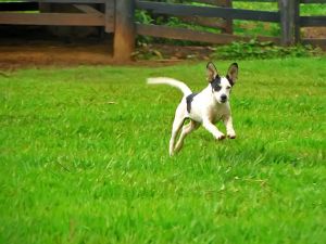 More about how to modify jumping up behaviors