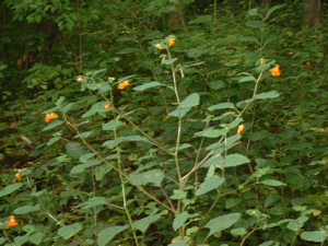 Wildcrafting: Capturing wild food: Jewelweed, a fun and silly plant to ...