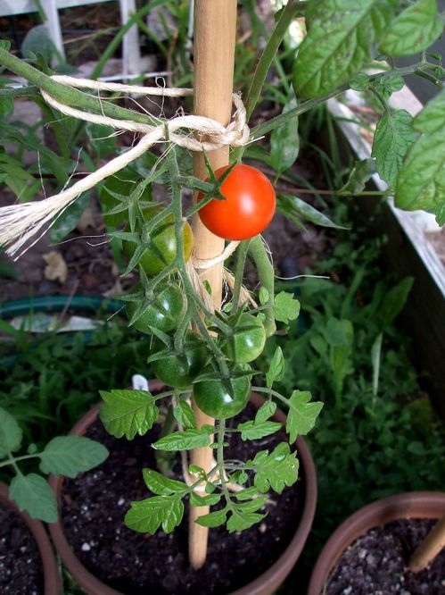 The first fruit (singular) of my garden: one gorgeous tomato sliced in two