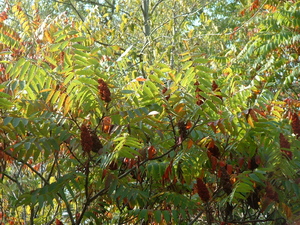 Wildcrafting - Staghorn Sumac and Sumacade