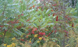 Wildcrafting - Staghorn Sumac and Sumacade
