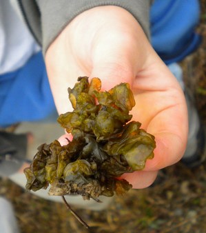 Ann Arbor rocks at Fox Science Preserve