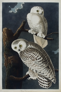 University of Michigan shares rare treasures in new Audubon Room