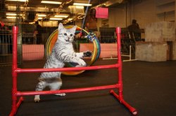 Agility competitions for cats gain popularity