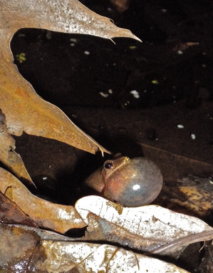 Pondcast 13: Peepers caught on camera at local pond