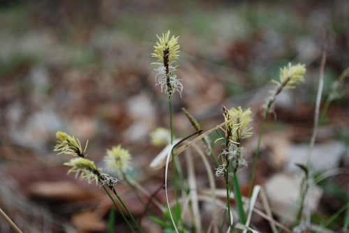 Native plant sightings - the places to be
