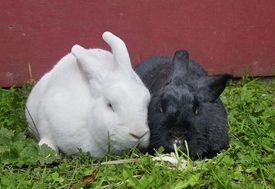 Rescue me! The Great Lakes Rabbit Sanctuary presents Scarlett and Cooper