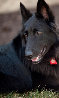 Newly enacted law significantly limits devocalization surgery for pets ...