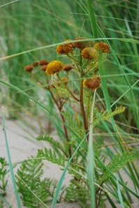 Native plants away from our backyard