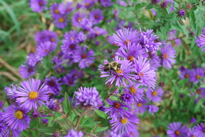 Ann Arbor Native: A purple splash of New England comes to Michigan