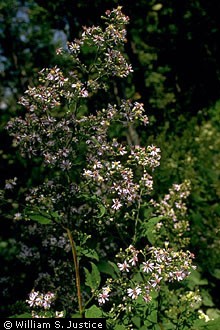 Ann Arbor Native: Asters, one more time!