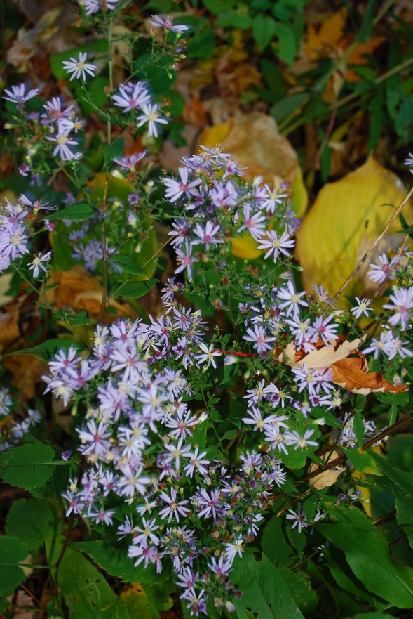 Ann Arbor Native: Asters, one more time!