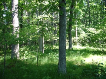 Ann Arbor Native - Oak openings and their kin