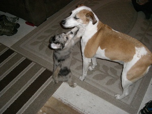 'They'll work it out' - When (and when not) to allow dogs to resolve ...