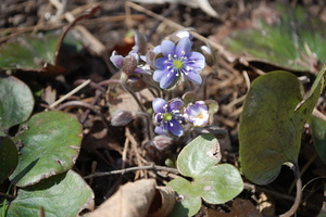 The joys of native plant names includes bits of history and more