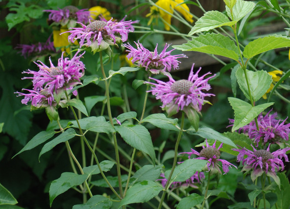 The joys of native plant names includes bits of history and more