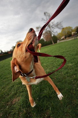 New online tool from the Weather Channel aids pet owners in keeping ...