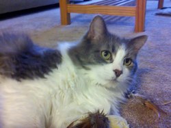 Get your submissions in for Pet Photo Friday