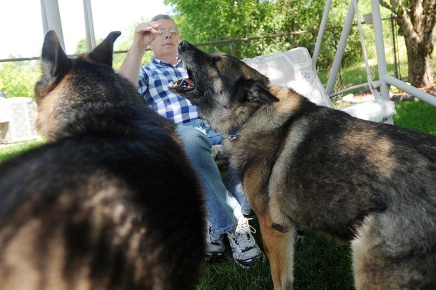 Ann Arbor police dog retires after nine years of service as new K-9 ...
