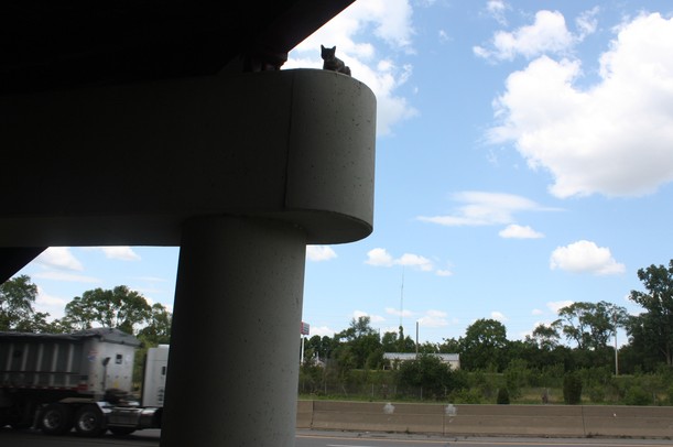 Cat rescued from I-94 overpass in Ypsilanti Township
