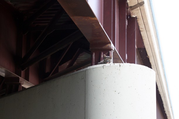 Cat rescued from I-94 overpass in Ypsilanti Township