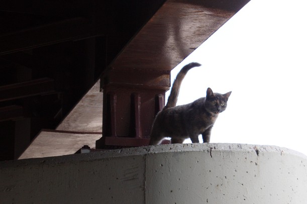 Cat rescued from I-94 overpass in Ypsilanti Township