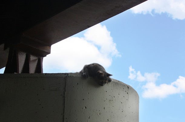 Cat rescued from I-94 overpass in Ypsilanti Township
