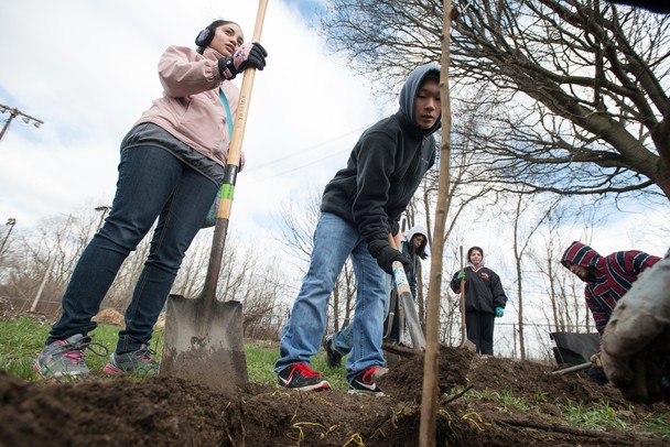 Volunteers gather to plant 500 trees along Water Street