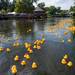 Images from the Ypsilanti Heritage Festival rubber duck race