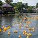 Images from the Ypsilanti Heritage Festival rubber duck race