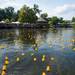 Images from the Ypsilanti Heritage Festival rubber duck race