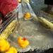 Images from the Ypsilanti Heritage Festival rubber duck race
