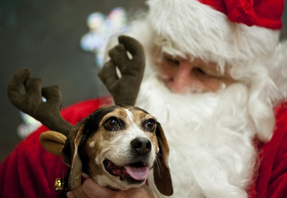 Pet photos with Santa benefit Humane Society of Huron Valley