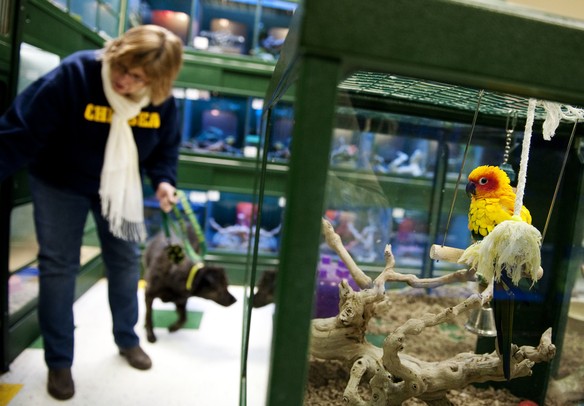 Pet photos with Santa benefit Humane Society of Huron Valley